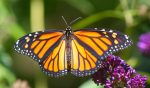 15 Animals With More Than 2 Eyes & Why They Need Them – Nayturr