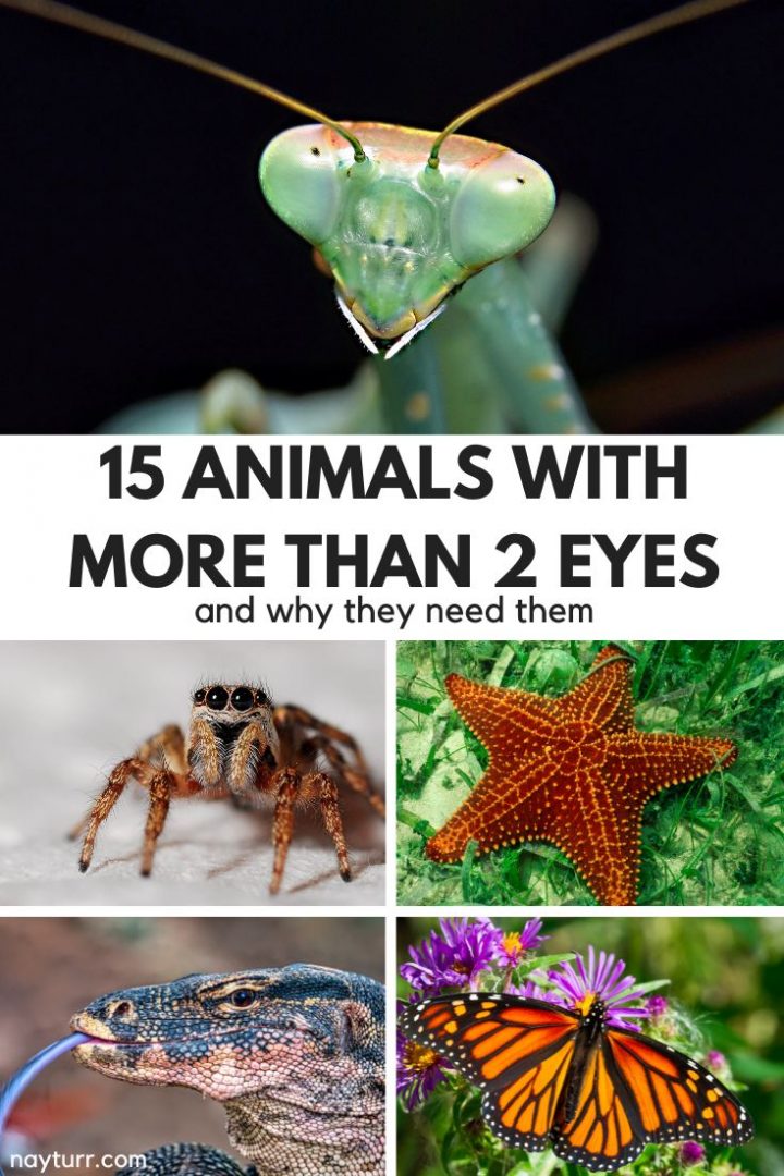 15 Animals With More Than 2 Eyes & Why They Need Them – Nayturr