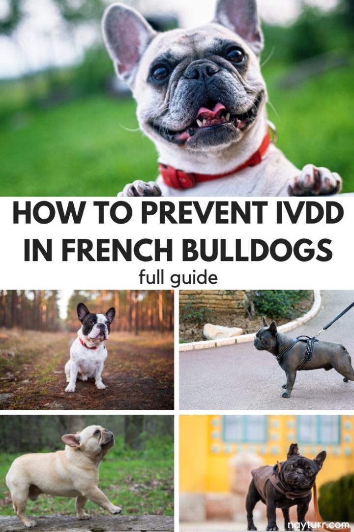How To Prevent IVDD In French Bulldogs: Full Guide – Nayturr
