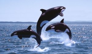 Are Orcas Smarter Than Humans? Orca Intelligence Facts – Nayturr