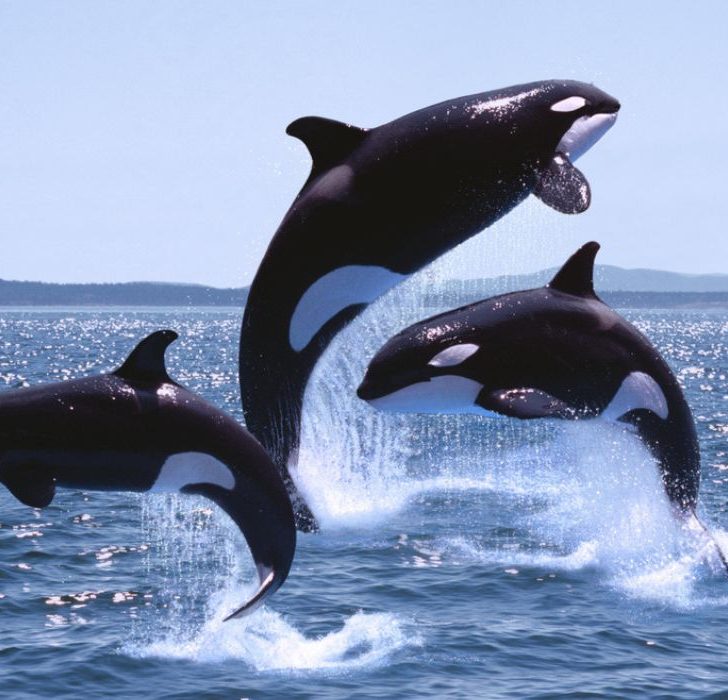 Are Orcas Smarter Than Humans? Orca Intelligence Facts – Nayturr
