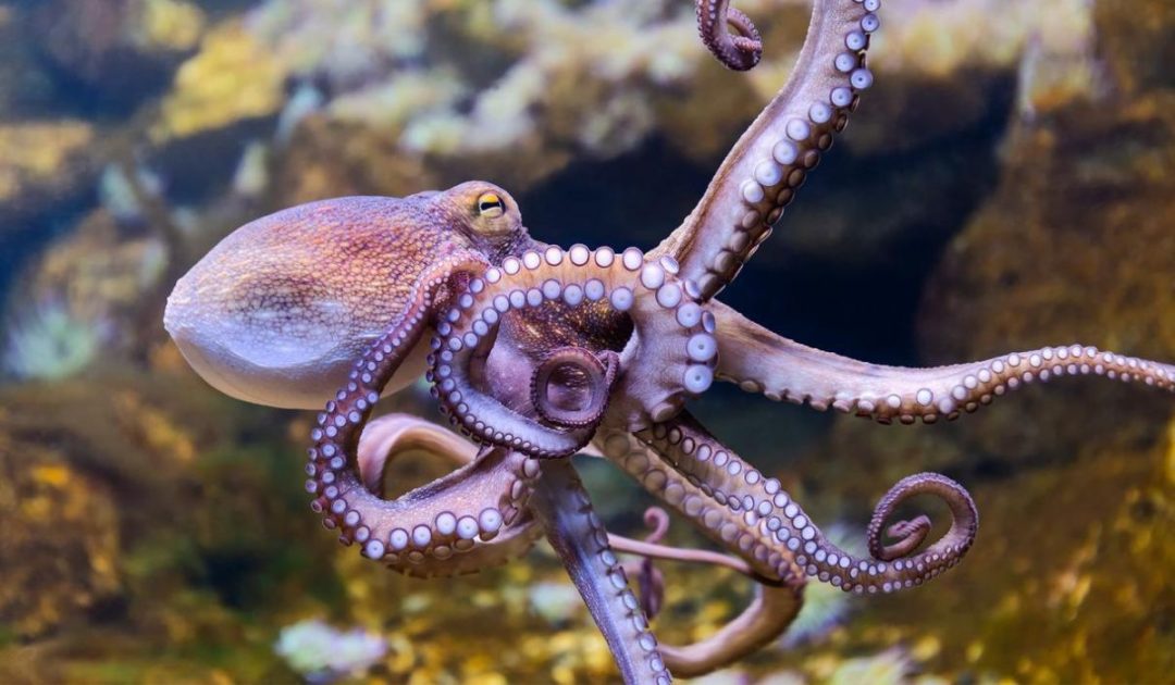 Are Octopuses Smarter Than Humans? Octopus Brain Facts Explained – Nayturr