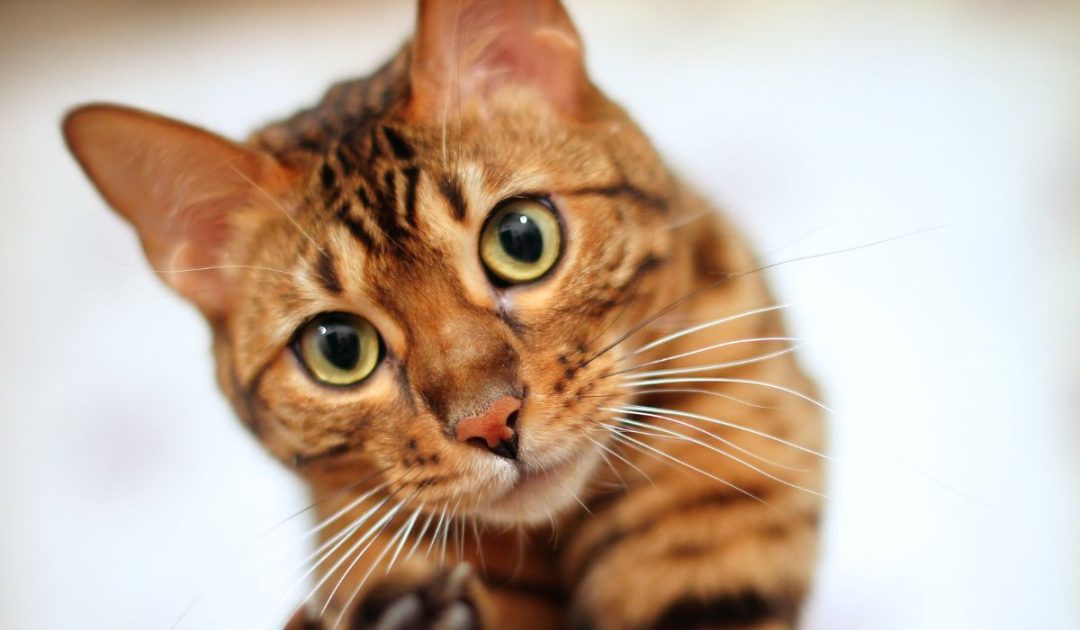 When Does a Bengal Kitten Become an Adult Cat? – Nayturr