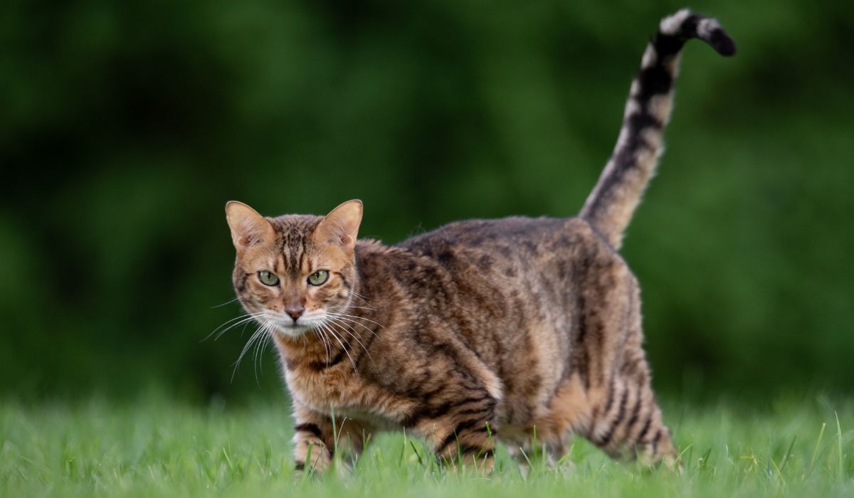 When Does a Bengal Kitten Become an Adult Cat? – Nayturr