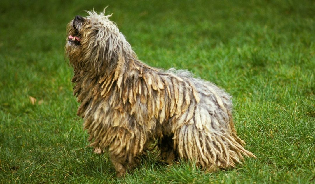 Types of Cattle Dogs: Characteristics & Choosing the Right One – Nayturr