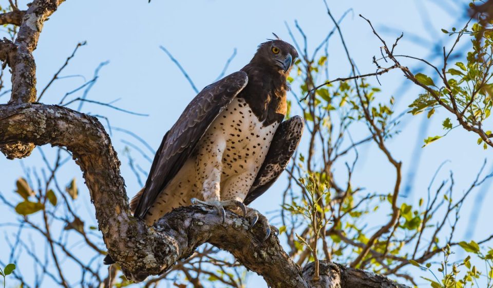 10 Types of Eagles: Complete Guide with Pictures – Nayturr