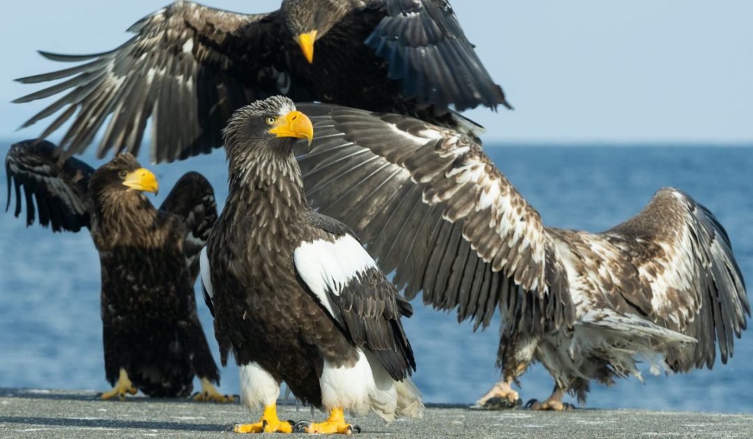10 Types of Eagles: Complete Guide with Pictures – Nayturr