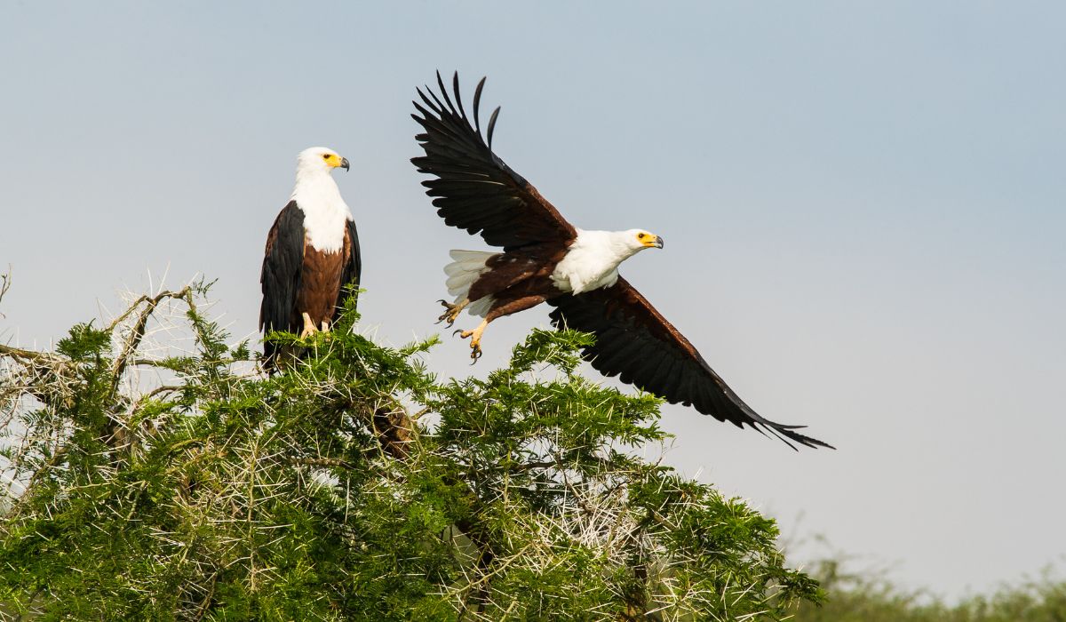 10 Types of Eagles: Complete Guide with Pictures – Nayturr