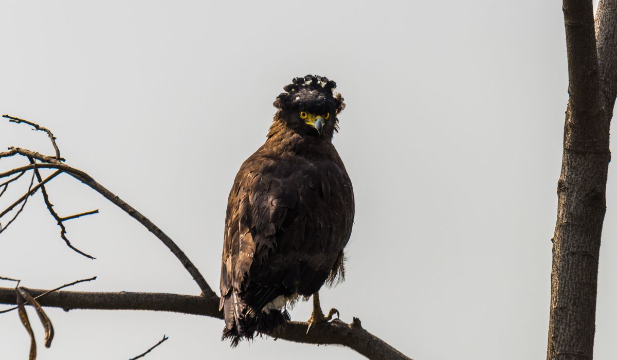 10 Types of Eagles: Complete Guide with Pictures – Nayturr