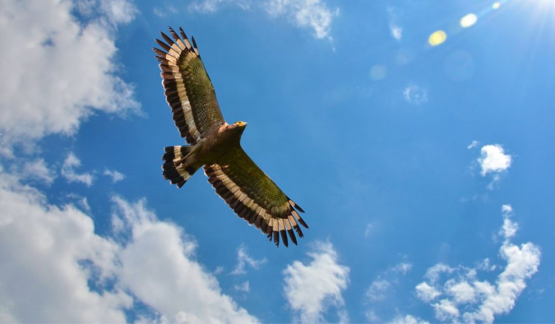 10 Types of Eagles: Complete Guide with Pictures – Nayturr