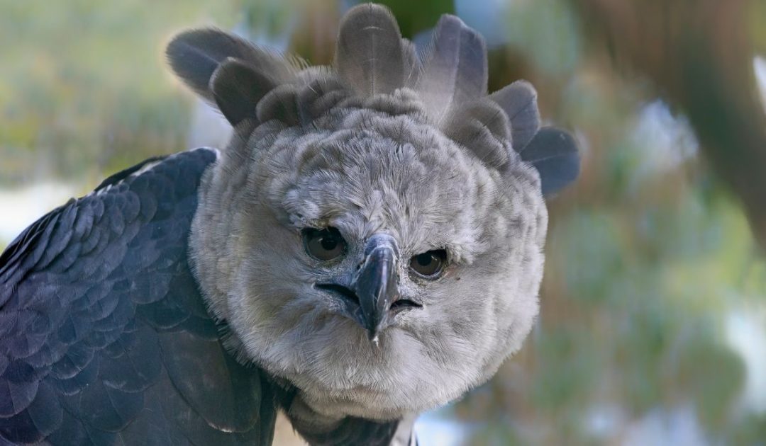 10 Types of Eagles: Complete Guide with Pictures – Nayturr