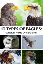 10 Types of Eagles: Complete Guide with Pictures – Nayturr