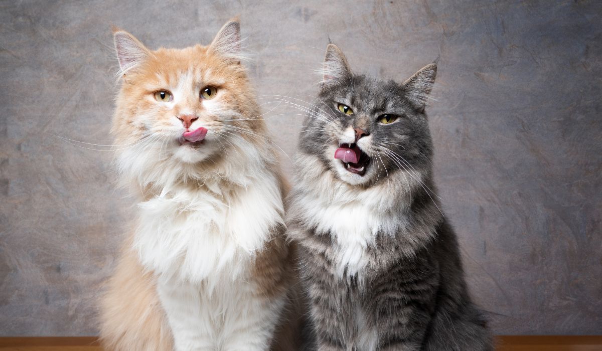 What Color are Maine Coon Cats? All Colors/Combinations Listed! – Nayturr