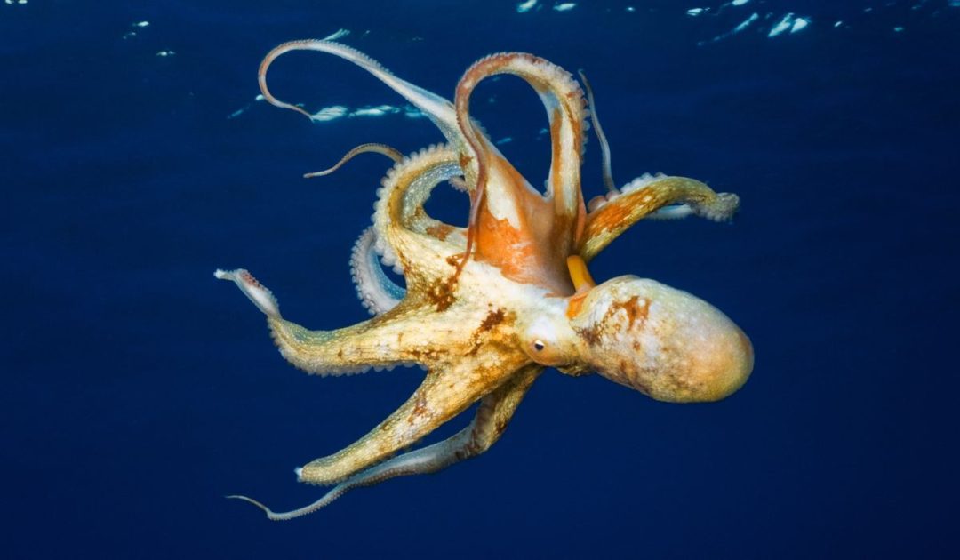 Are Octopuses Smarter Than Humans? Octopus Brain Facts Explained – Nayturr
