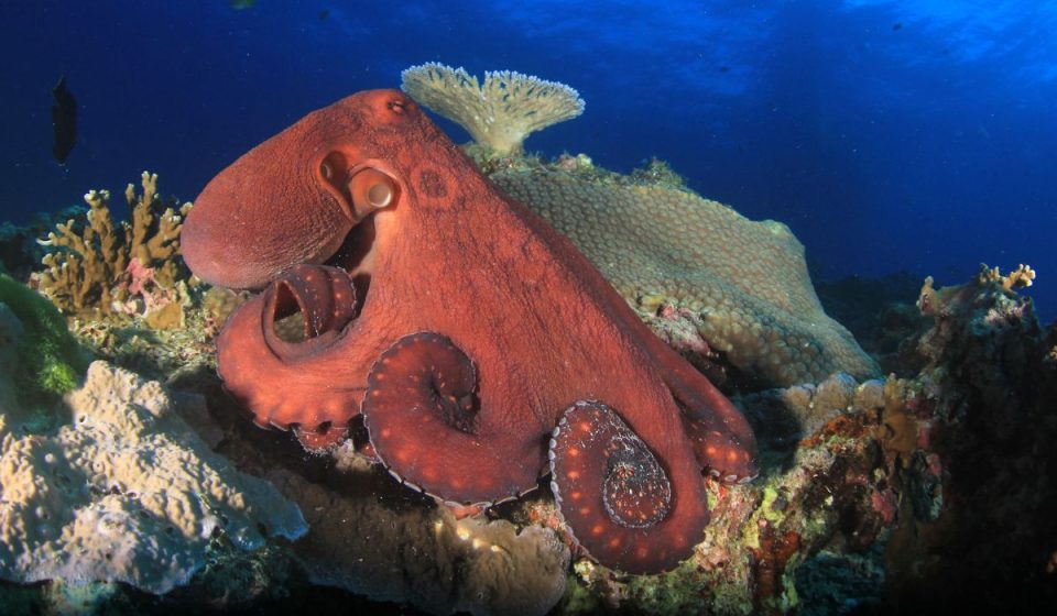 Are Octopuses Smarter Than Humans? Octopus Brain Facts Explained – Nayturr