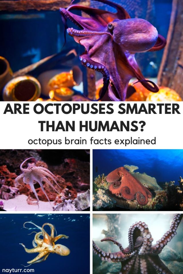 Are Octopuses Smarter Than Humans? Octopus Brain Facts Explained – Nayturr