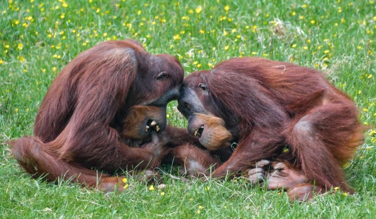Are Orangutans Smarter Than Humans? Brain Facts Explained – Nayturr