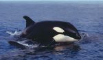 Are Orcas Smarter Than Humans? Orca Intelligence Facts – Nayturr