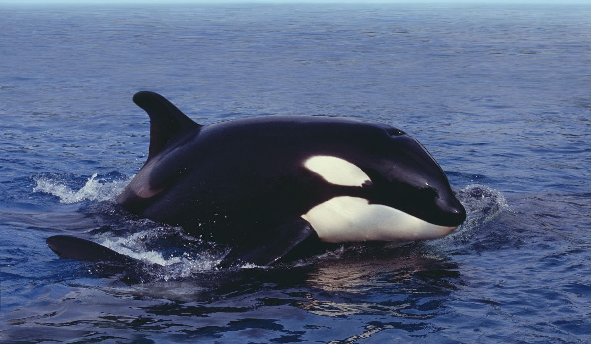Are Orcas Smarter Than Humans? Orca Intelligence Facts – Nayturr