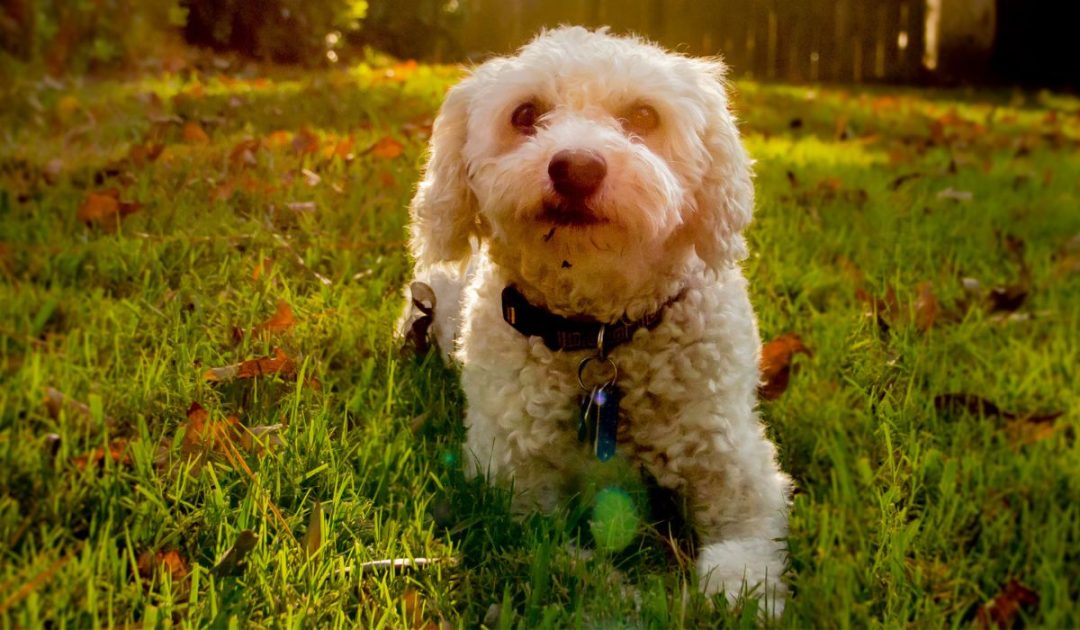 Best Poodle Mixes For Allergies: Full List And Guide – Nayturr