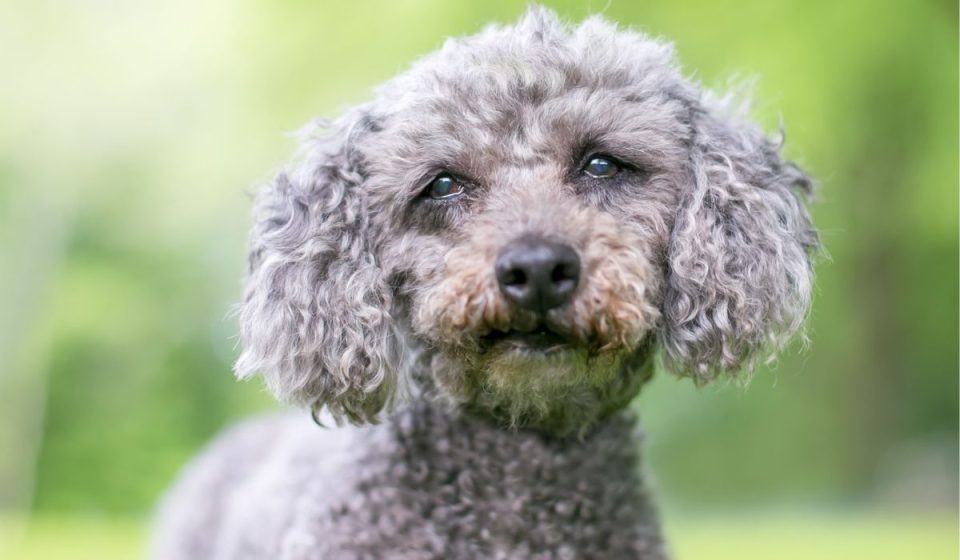 Best Poodle Mixes For Allergies: Full List And Guide – Nayturr