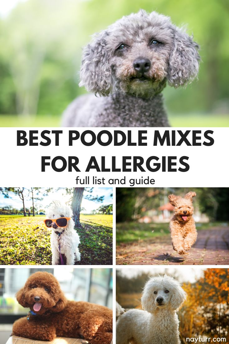 Best Poodle Mixes For Allergies: Full List And Guide – Nayturr