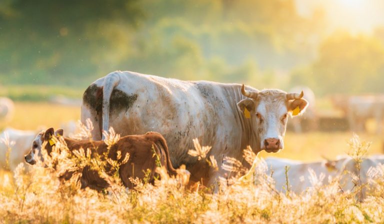 Can You Ride a Cow? How, Why, When & Which Type of Cow Explained – Nayturr