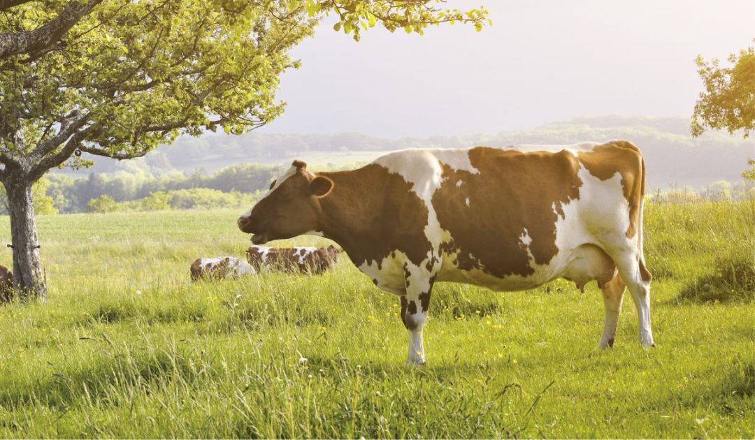 Can You Ride a Cow? How, Why, When & Which Type of Cow Explained – Nayturr