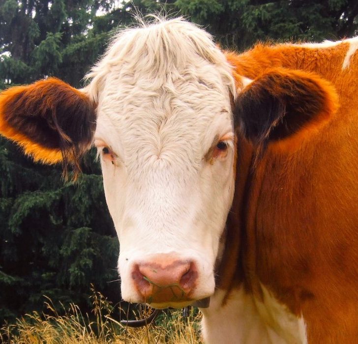 Can You Ride a Cow? How, Why, When & Which Type of Cow Explained – Nayturr