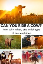 Can You Ride a Cow? How, Why, When & Which Type of Cow Explained – Nayturr