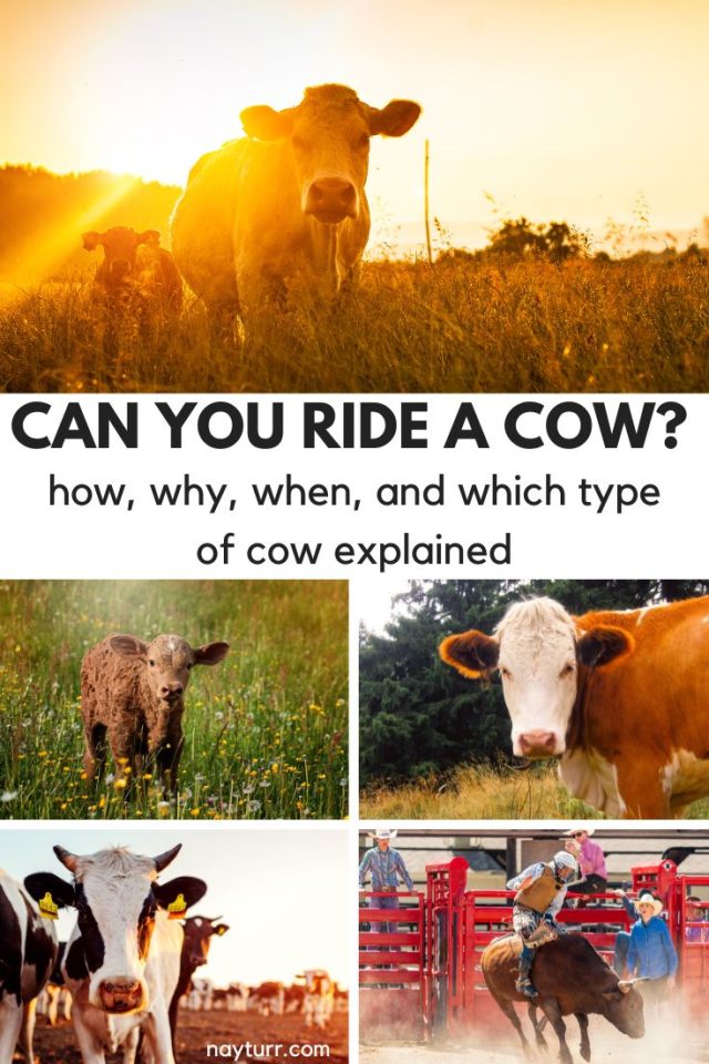 Can You Ride a Cow? How, Why, When & Which Type of Cow Explained – Nayturr