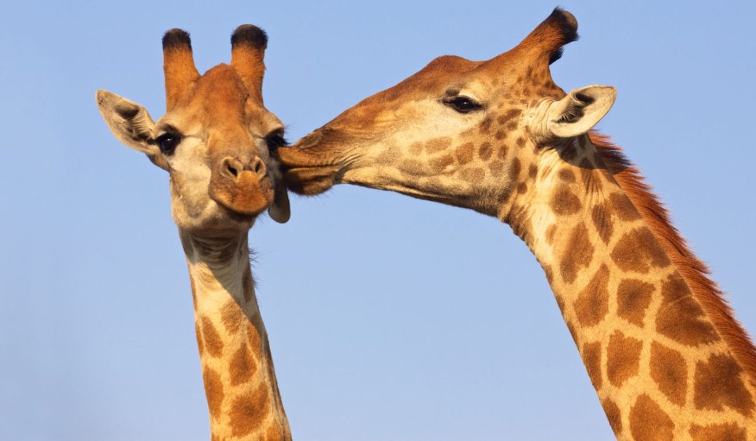 Can You Ride a Giraffe? Yes It’s Possible and Here’s Why – Nayturr