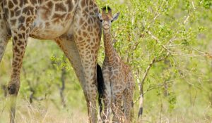 Can You Ride a Giraffe? Yes It’s Possible and Here’s Why – Nayturr