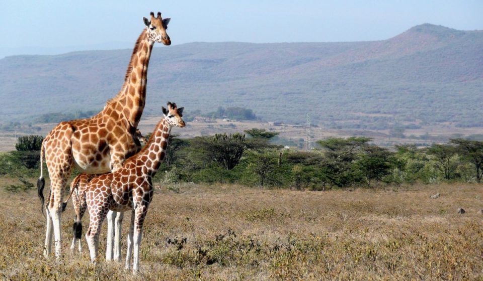 Can You Ride a Giraffe? Yes It’s Possible and Here’s Why – Nayturr