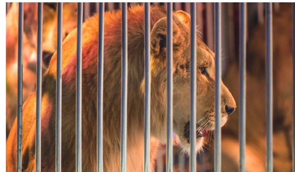 Can You Ride a Lion? It’s Possible, but Here’s Why We Shouldn’t – Nayturr