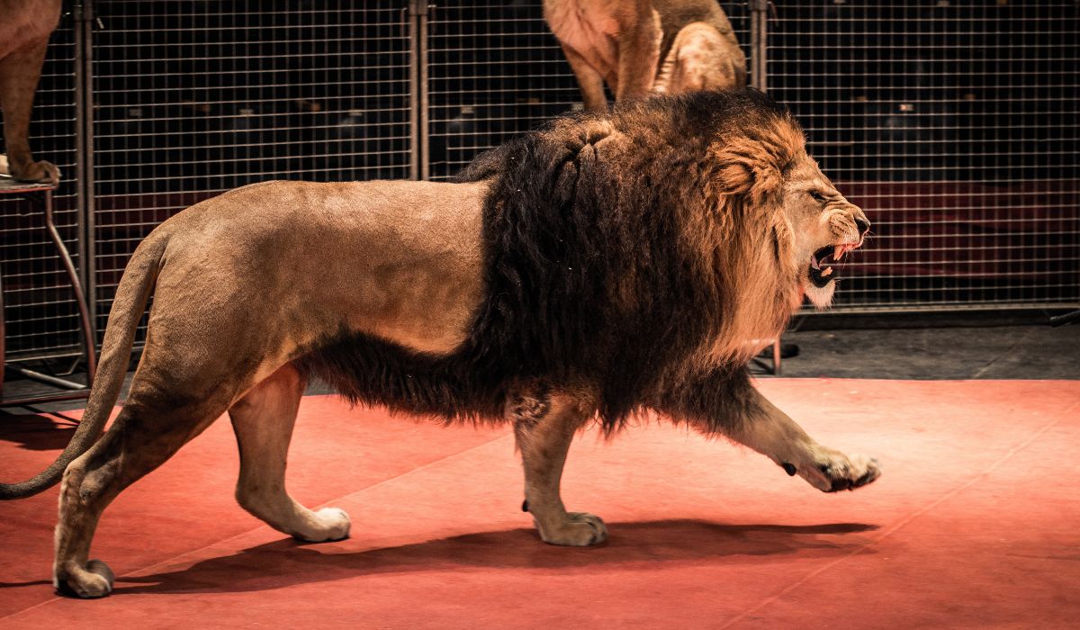 Can You Ride a Lion? It’s Possible, but Here’s Why We Shouldn’t – Nayturr