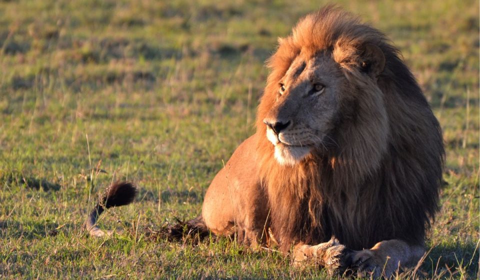 Can You Ride a Lion? It’s Possible, but Here’s Why We Shouldn’t – Nayturr
