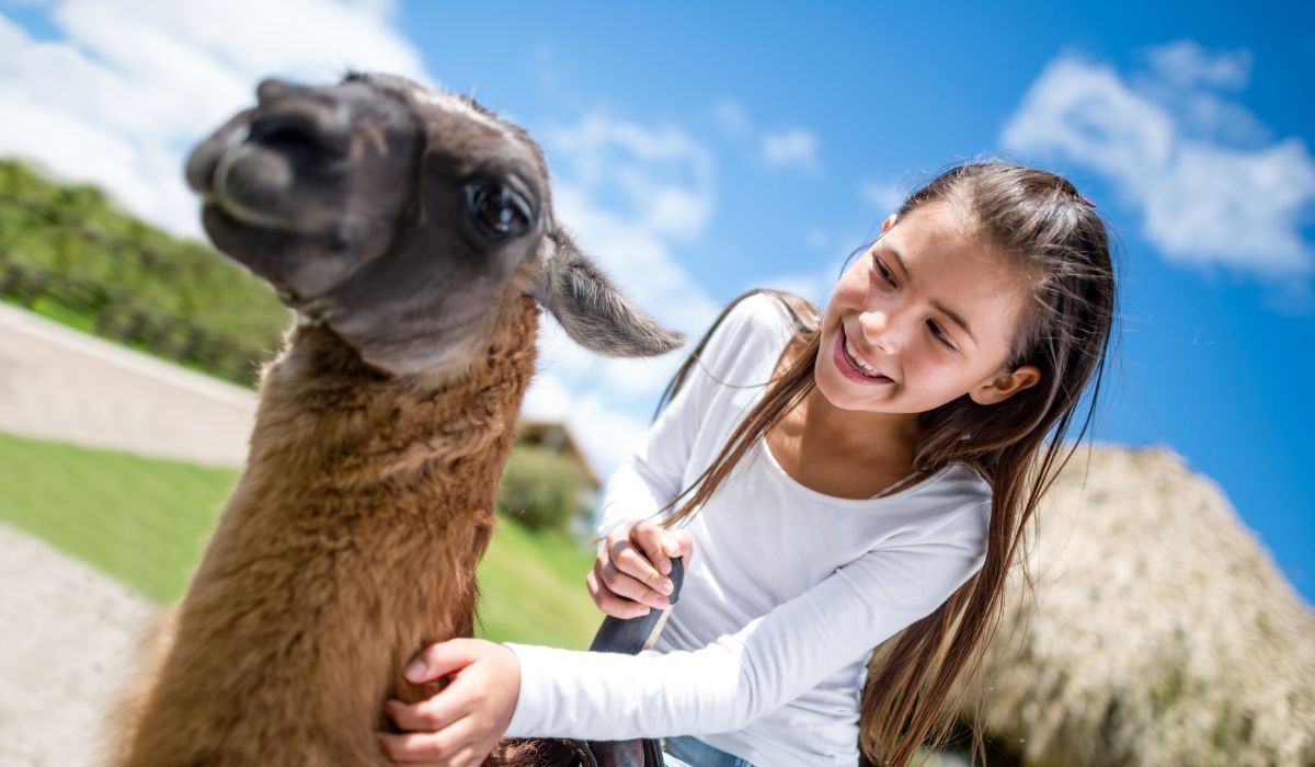Can You Ride a Llama? Here’s How! Fun Facts Included – Nayturr