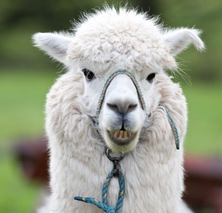 Can You Ride a Llama? Here’s How! Fun Facts Included – Nayturr
