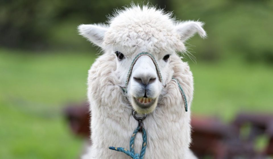 Can You Ride a Llama? Here’s How! Fun Facts Included – Nayturr