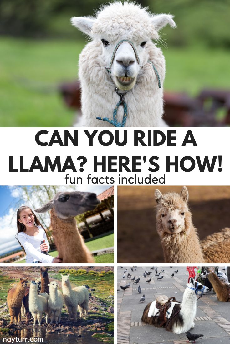 Can You Ride a Llama? Here’s How! Fun Facts Included – Nayturr