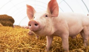 Can You Ride a Pig? Fun Facts About Humans Riding Pigs – Nayturr