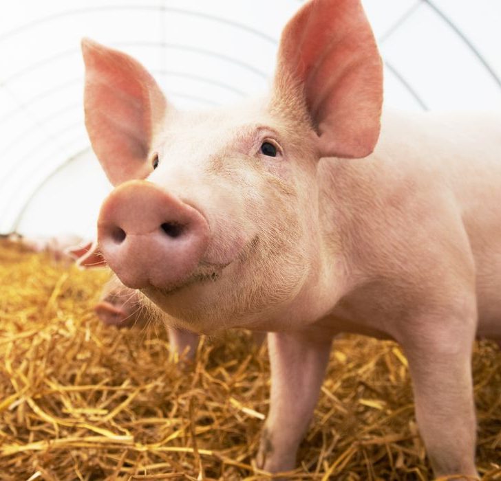 Can You Ride a Pig? Fun Facts About Humans Riding Pigs – Nayturr