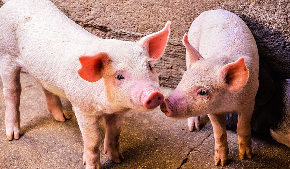 Can You Ride a Pig? Fun Facts About Humans Riding Pigs – Nayturr