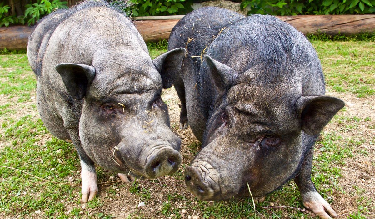 Can You Ride a Pig? Fun Facts About Humans Riding Pigs – Nayturr