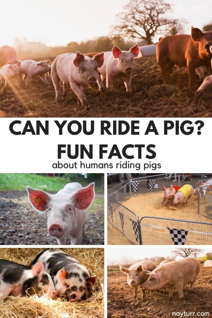 Can You Ride a Pig? Fun Facts About Humans Riding Pigs – Nayturr
