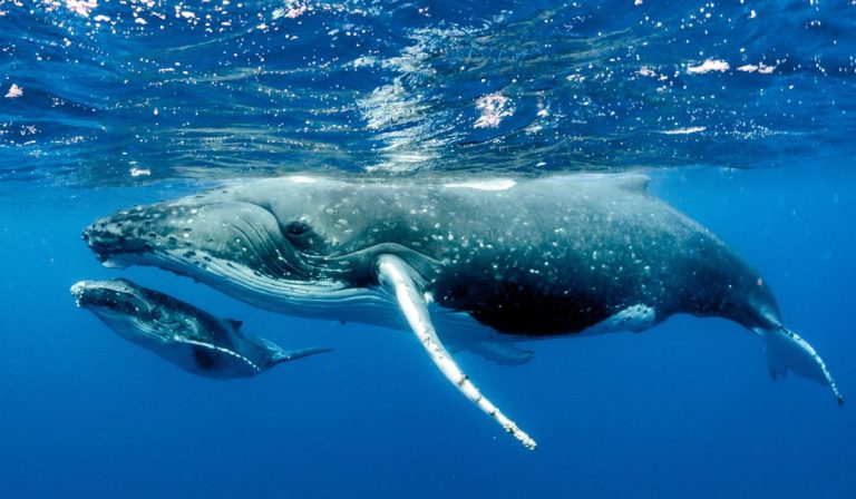Are Whales Smarter Than Humans? Whale Intelligence Facts – Nayturr