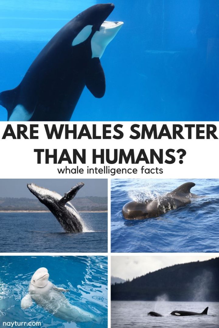 Are Whales Smarter Than Humans? Whale Intelligence Facts – Nayturr
