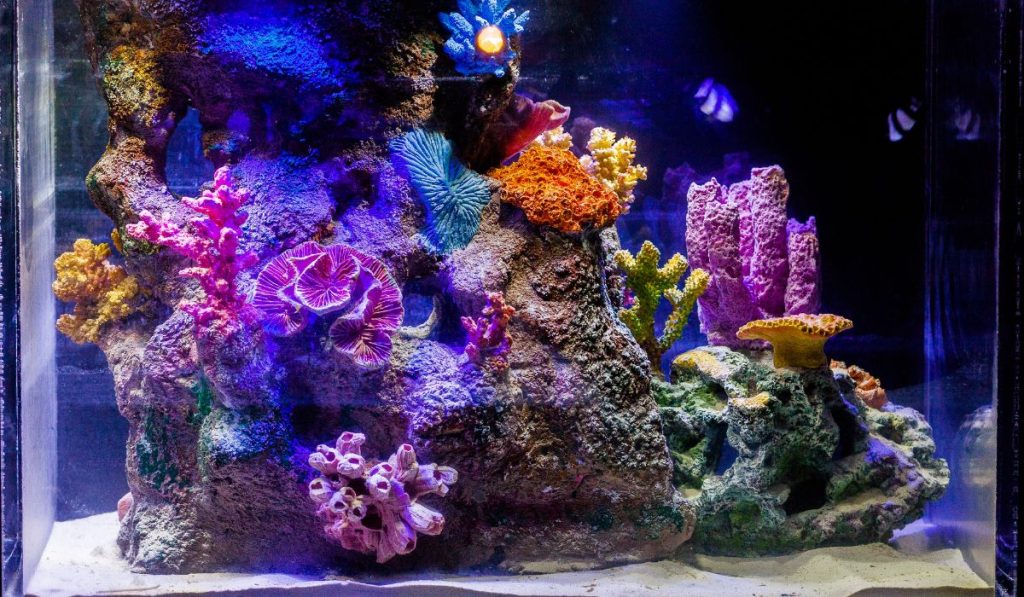 How to Cycle a Fish Tank with Ammonia: Step-by-Step Guide – Nayturr