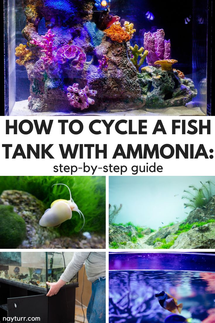 How to Cycle a Fish Tank with Ammonia: Step-by-Step Guide – Nayturr
